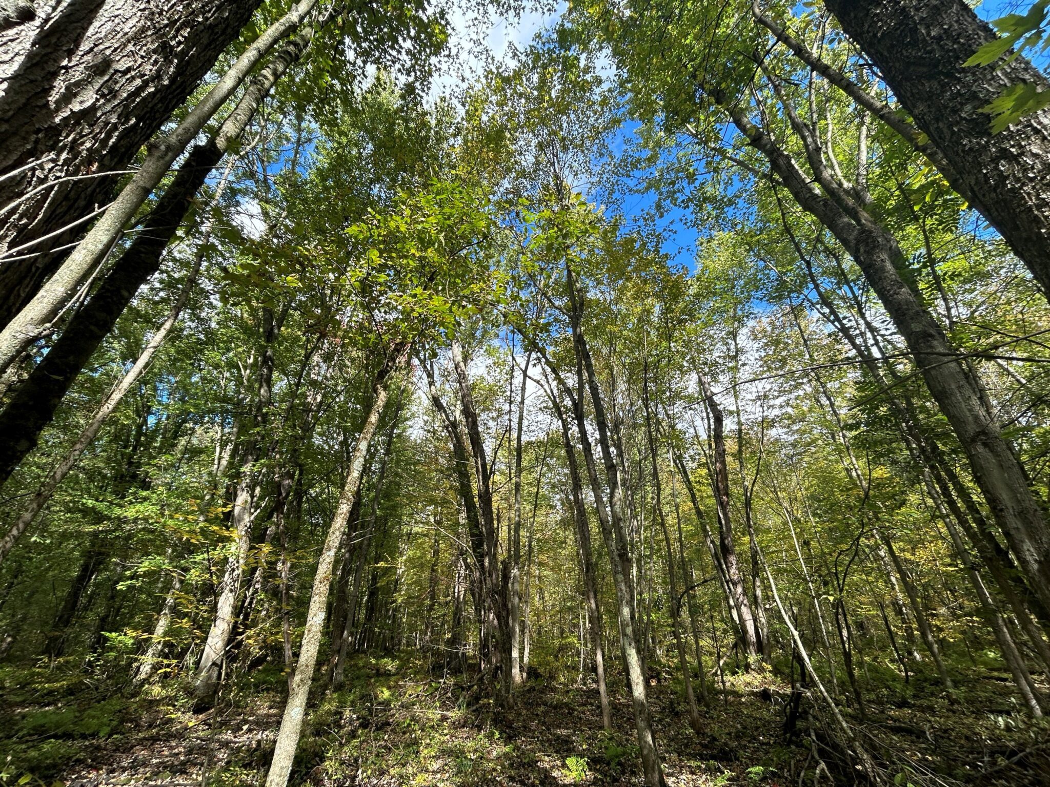 Overview of Land Registry - OLTA